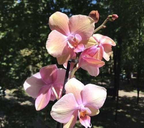 Орхидея фаленопсис Сапорита Saporita