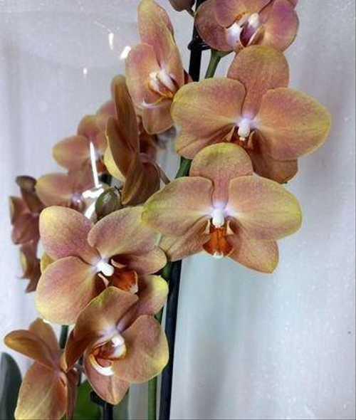 Орхидея Брион 2 цветоноса
