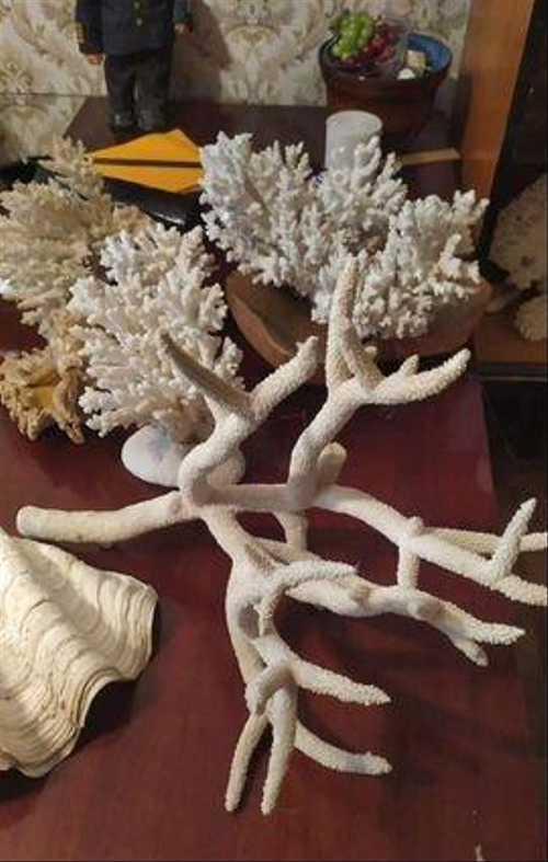Морские кораллы, ракушки