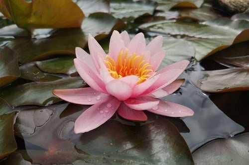Нимфея, водяная лилия, растение для пруда