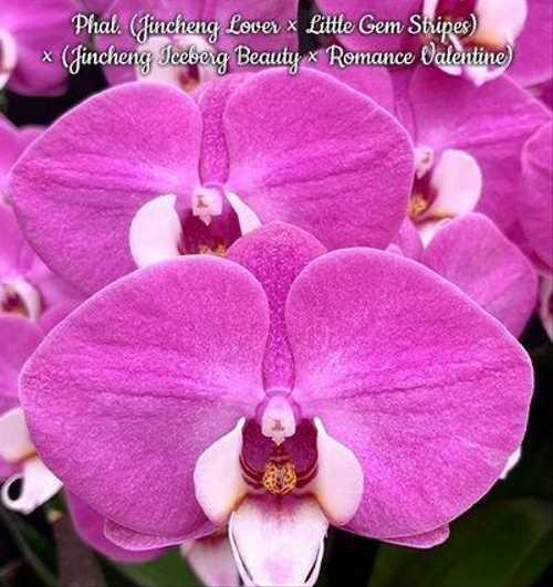 Орхидея фаленопсис гибрид