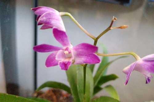 Орхидея дендробиум мини