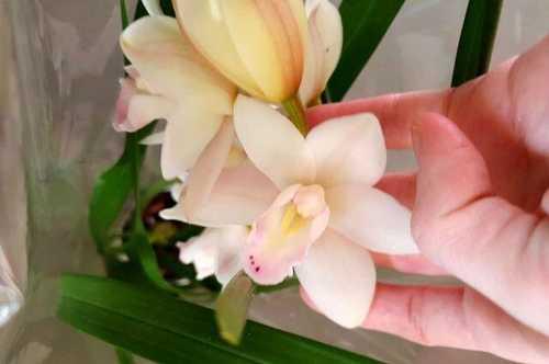 Орхидея Цимбидиум белая цветущая 960180