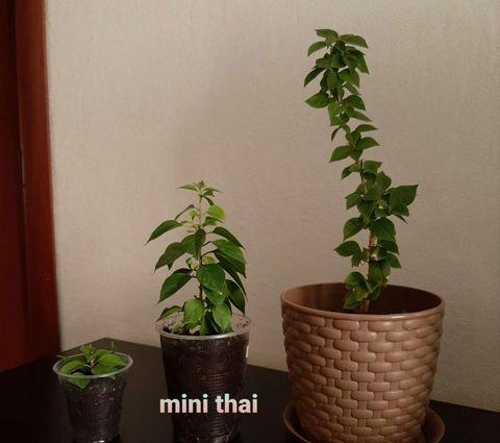 Бугенвилия Mini Thai