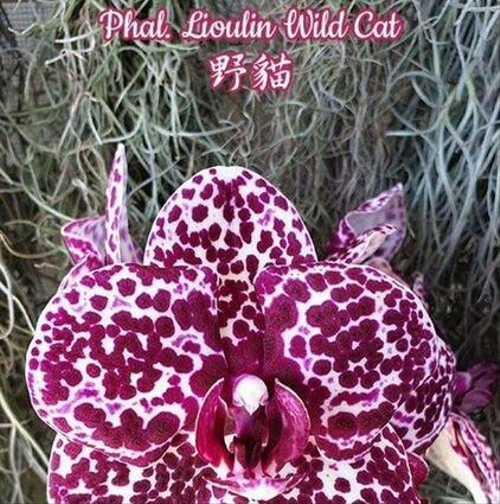 Орхидея Phal Wild Cat Lioulin