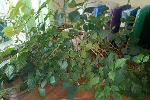 Роициссус - березка комнатное растение озеленение