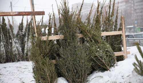 Новогодние елочки с бесплатной доставкой