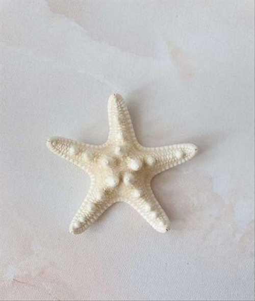 Морская звезда декоративная