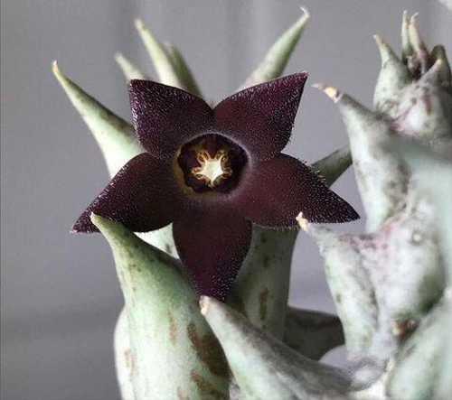Суккулент Caralluma Hesperidum