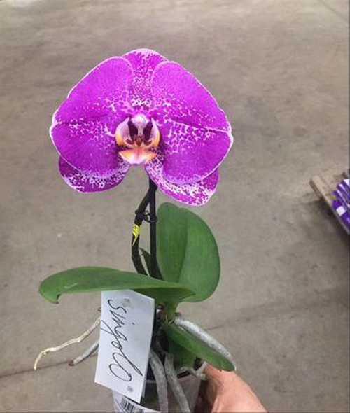 Орхидея фаленопсис Синголо