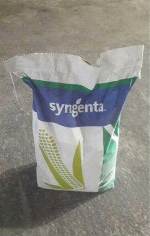 Семена кукурузы Syngenta