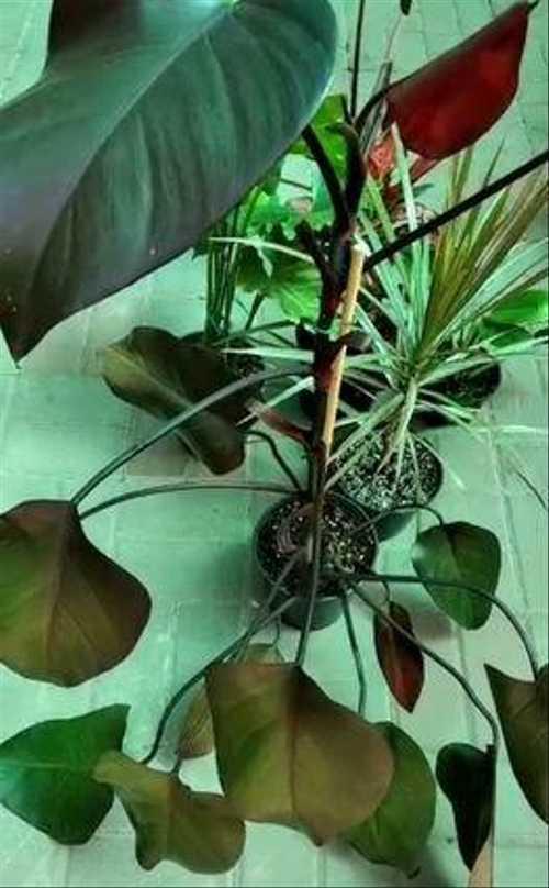 Растения крупномеры филодендроны Бургунди Принцесс