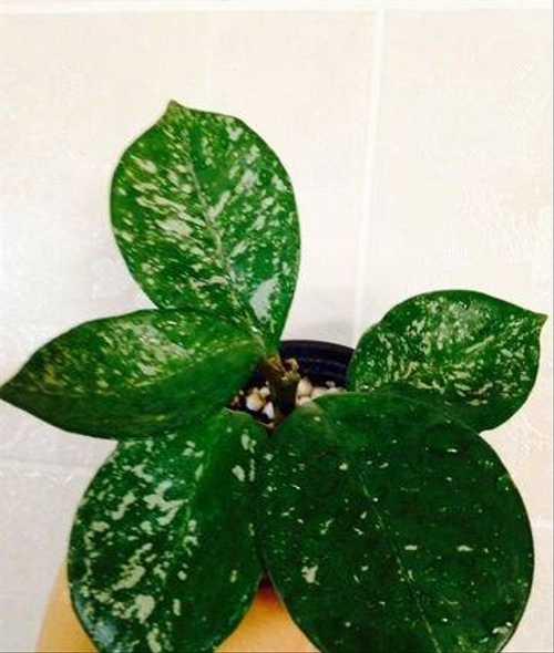 Хойя карноза Hoya Carnosa round leaves "splash