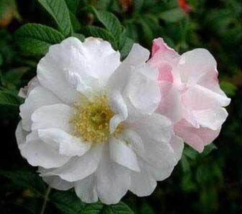 Роза канадская генри хадсон фото и описание