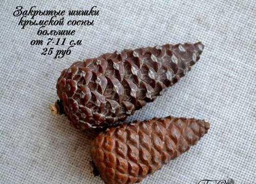 Закрытые шишки крымской сосны большие