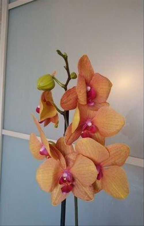 Фаленопсис орхидея европейские цветут