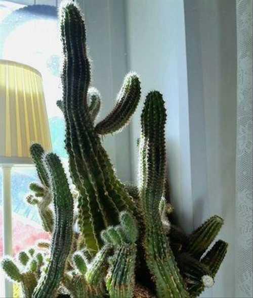 Кактус Эхинопсис Острогранный (Echinopsis Oxygona)