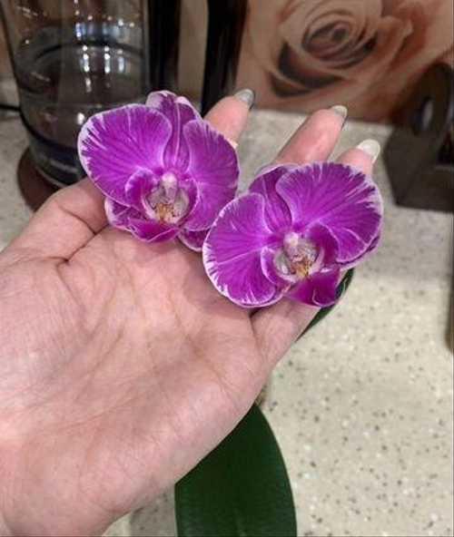 Орхидея фаленопсис Pride Of Ben Yu