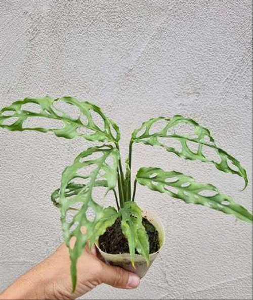 Monstera obliqua Peru
