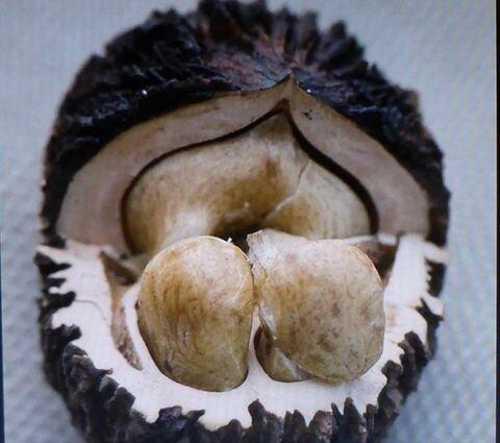 Саженцы черный орех, juglans nigra, черный грецкий
