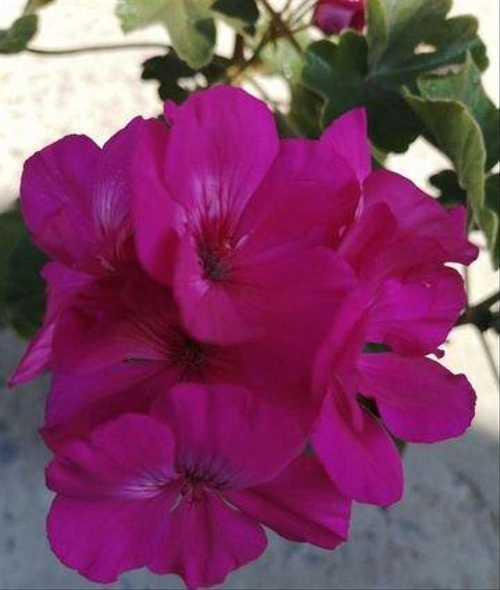 Пеларгония герань Calliope Lavender Rose