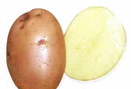 Элитный семенной картофель сорта Накра - почтой