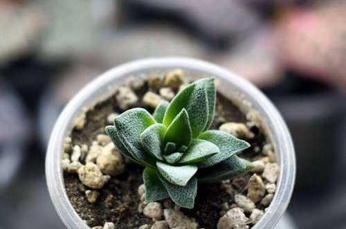 Крассула текта гибрид (Crassula tecta)