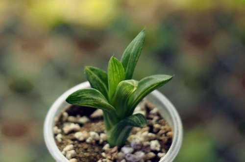 Хавортия вариегатная (Haworthia variegata)