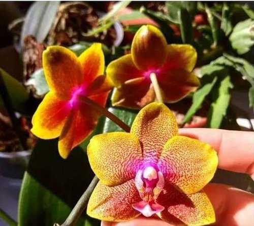 Орхидея Phal. Сого Лоуренс 2.5" B42
