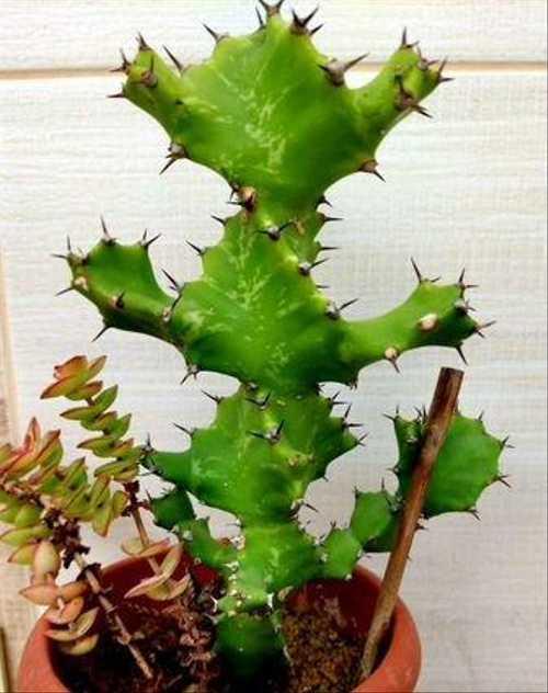 Комнатное растение (Эуфобия спиралис)