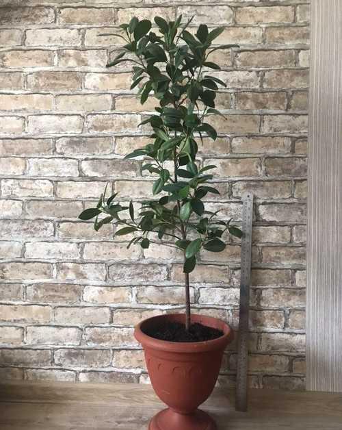 Фикус микрокарпа Мокламе (Ficus microcarpa Moclame