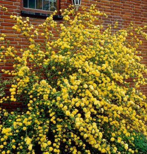 Керия японская, саженцы