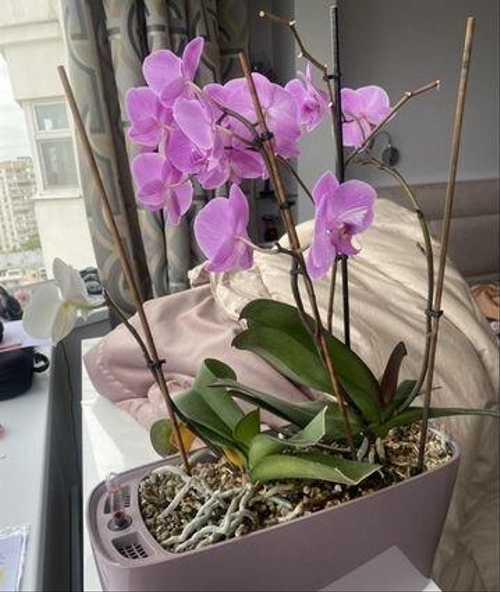 Орхидея в кашпо с автополивом Lechuza