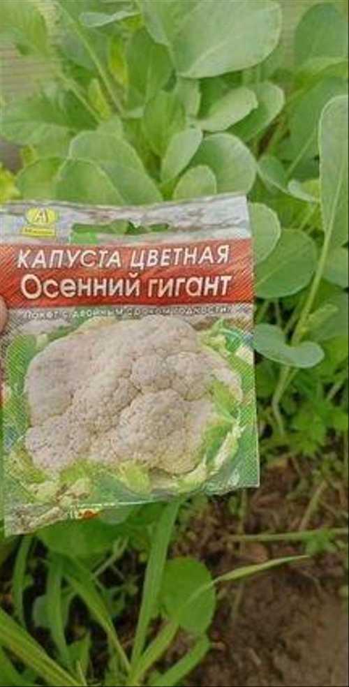 Отдам бесплатно рассаду капусты