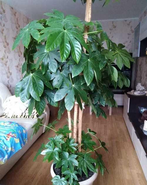 Фатсия (17 лет)