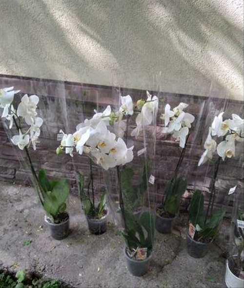 Орхидея, мильтония, дендробиус нобиля