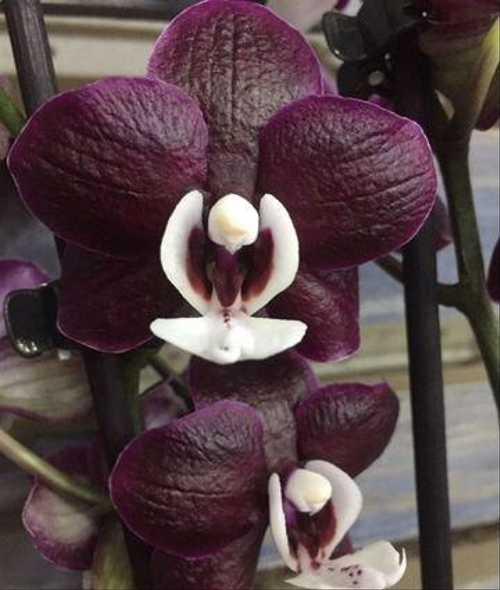 Орхидея Фаленопсис Каода Твинкл(Phal.Kaoda Twinkl)