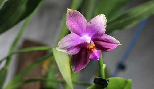 Лиодоро Фаленопсис ароматный Орхидея