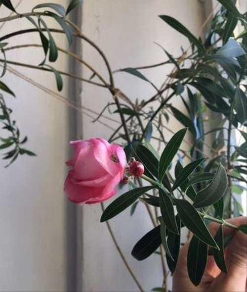 Олеандр розовый комнатный цветок