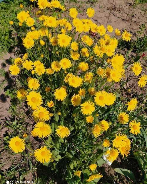 Жёлтая ромашка