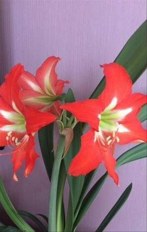 Гиппеаструм