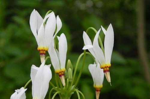 Додекадион Средний. многолетник Новинка