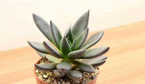 Echeveria Black Knight (Эхеверия Черный Рыцарь) (S
