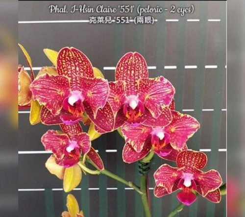 Орхидея фаленопсис В21 бабочка Phal. l-Hsin Claire