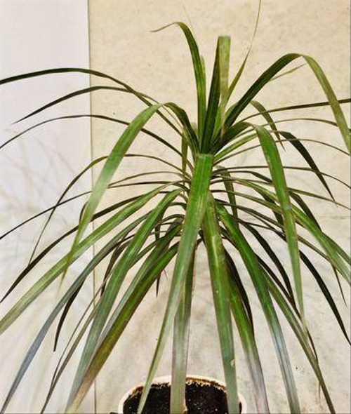 Драцена Маргината / Dracaena Marginata