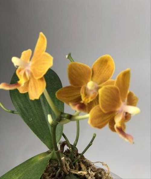 Орхидея phal. KS Balm * Yaphhon Perfume