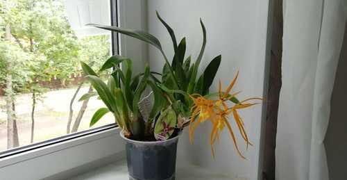 Орхидея Брассия