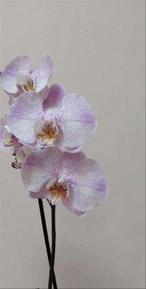 Орхидея фаленопсис Aalborg