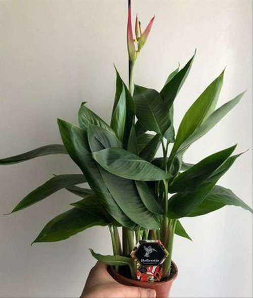Геликония Heliconia Hawaii