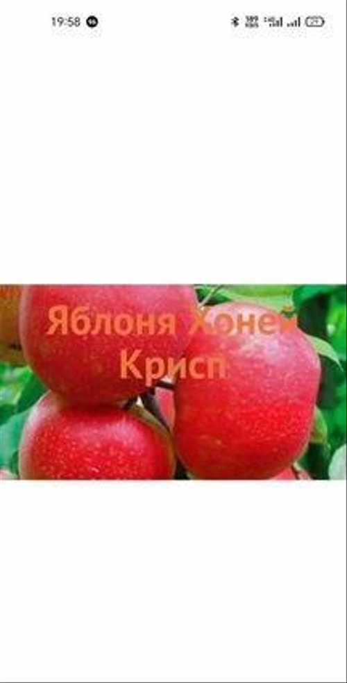 Саженцы яблони Хани (Хоней) Крисп(опт)
